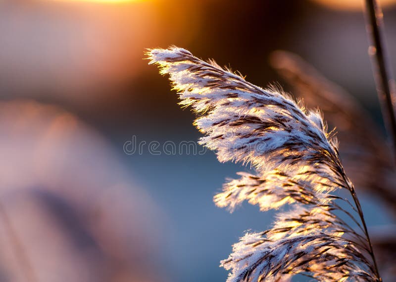 Common reed seed heads stock image. Image of heads, vegetation - 63414527