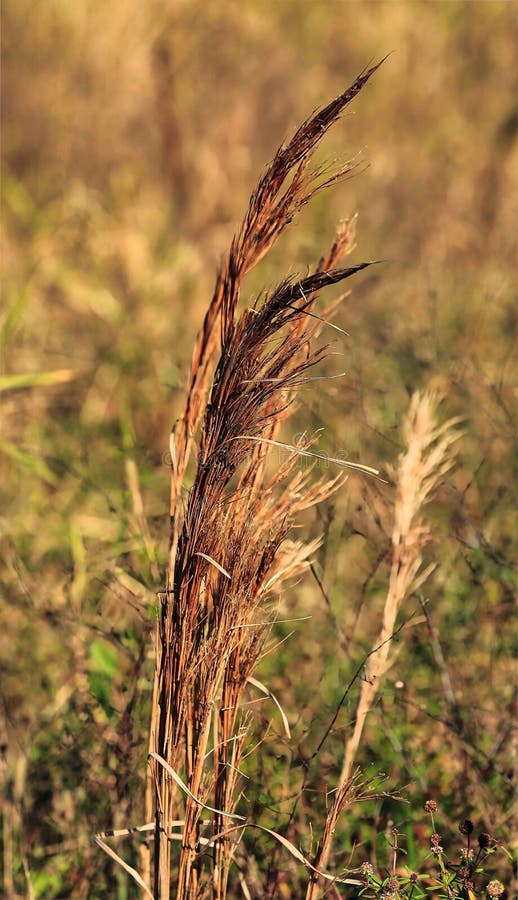 Common reed stock image. Image of tall, florida, grass - 323514905