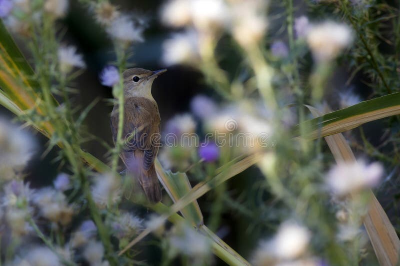 Common Reed Warbler. Nature Background. Acrocephalus Scirpaceus. Stock ...