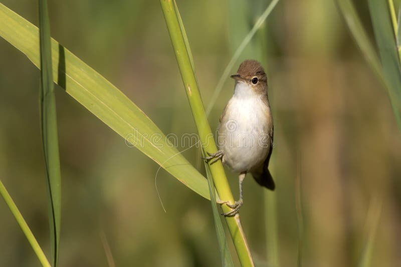 Common Reed Warbler. Nature Background. Acrocephalus Scirpaceus. Stock ...