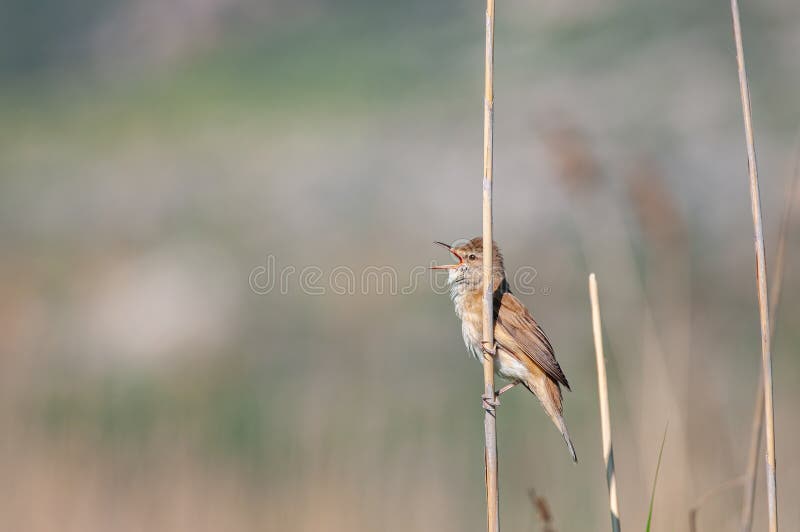 Common Reed Warbler, Acrocephalus Scirpaceus Singing in the Reeds Stock ...