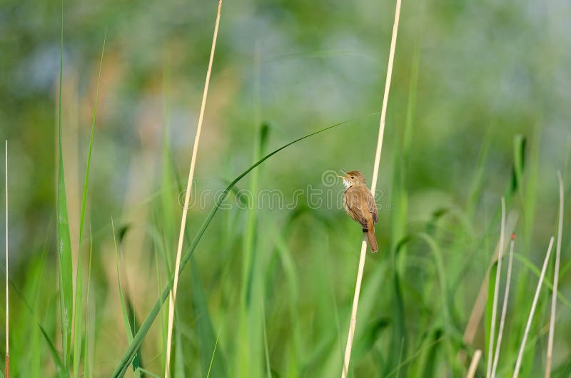 Common Reed Warbler, Acrocephalus Scirpaceus Singing in the Reeds Stock ...