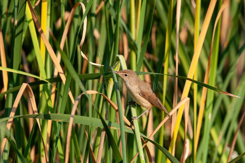 Common Reed Warbler, Acrocephalus Scirpaceus Standing on a Branch in ...