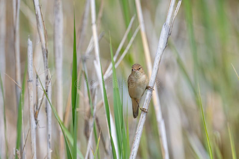 Common Reed Warbler, Acrocephalus Scirpaceus Standing on a Branch in ...