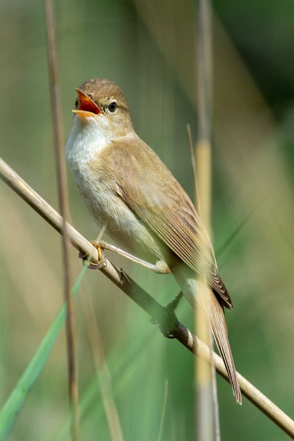 Common Reed Warbler (Acrocephalus Scirpaceus) in a Tree Stock Image ...