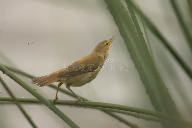 Common Reed Warbler Foraging on Flies Stock Image - Image of food ...