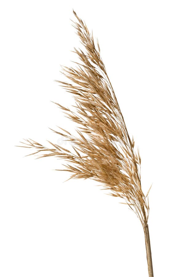 Common Reed on White Background Stock Image - Image of white, single ...