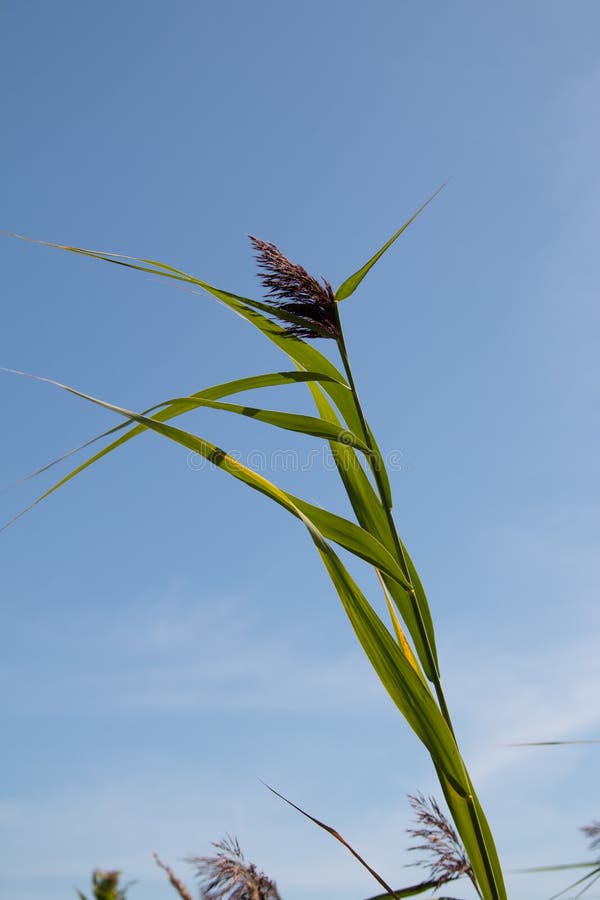 Common reed in blue sky stock photo. Image of grow, boggy - 157138528