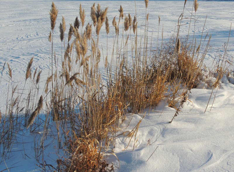 Common reed in winter stock photo. Image of reed, windy - 50966154