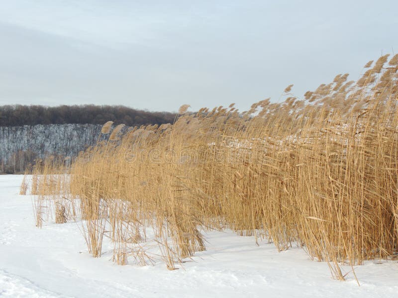 Common reed in winter stock photo. Image of reed, windy - 50966154