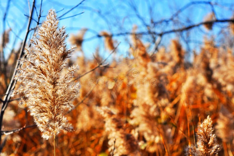 Common reed seed heads stock image. Image of heads, vegetation - 63414527