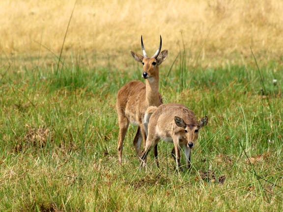 Common reedbuck stock image. Image of grass, wildlife - 18729781