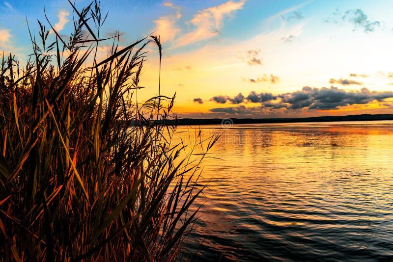 Common Reeds on the Shore of the Lake during Sunset Stock Image - Image ...