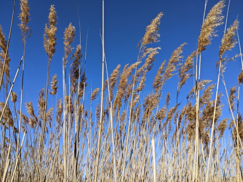 Common Reeds Soaring into the Sky Stock Photo - Image of grassland ...