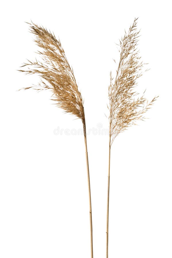 Common Reed on White Background Stock Image - Image of head, autumn ...