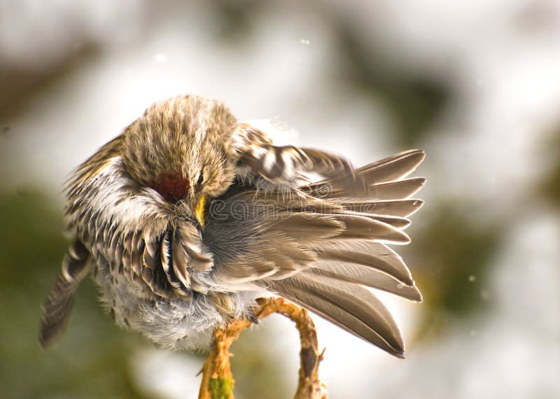 Common Repoll, preening. stock image. Image of feathers - 10989967
