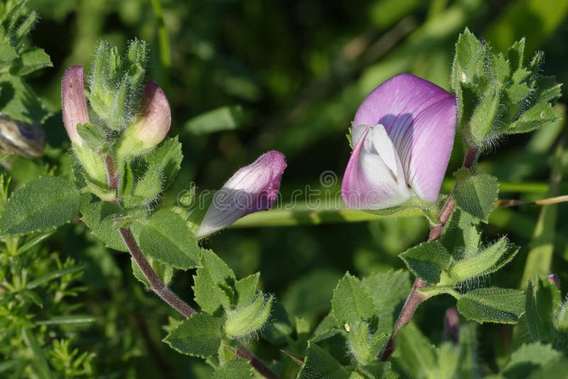 Common Restharrow - Ononis Repens Stock Image - Image of horizontal ...