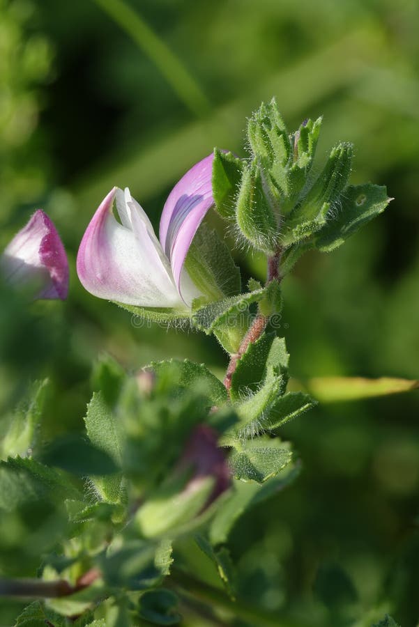 Common Restharrow stock image. Image of flower, sand - 188675951