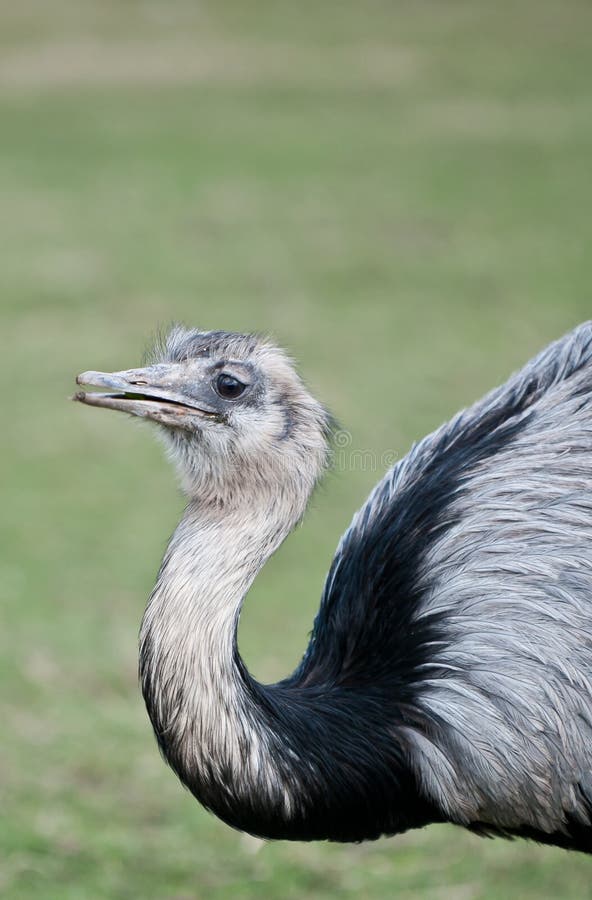 Common Rhea stock image. Image of common, animals, rhea - 15043961