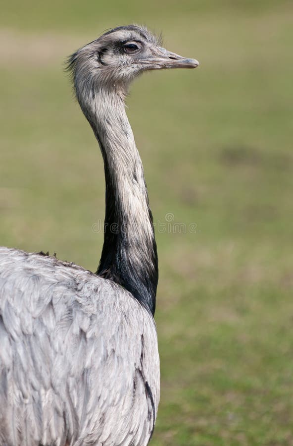 Common Rhea stock image. Image of head, animals, rhea - 15044099