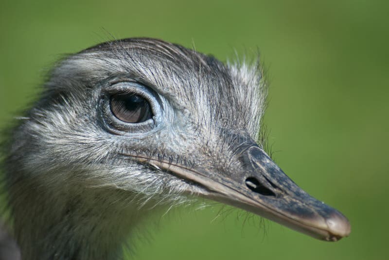Common Rhea stock image. Image of endangered, bird, brown - 15634663