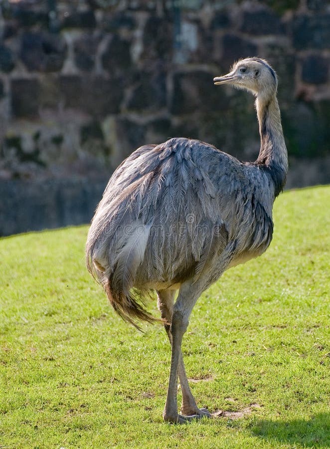 Greater Rhea (Rhea Americana) Stock Image - Image of rhea, large: 13575819