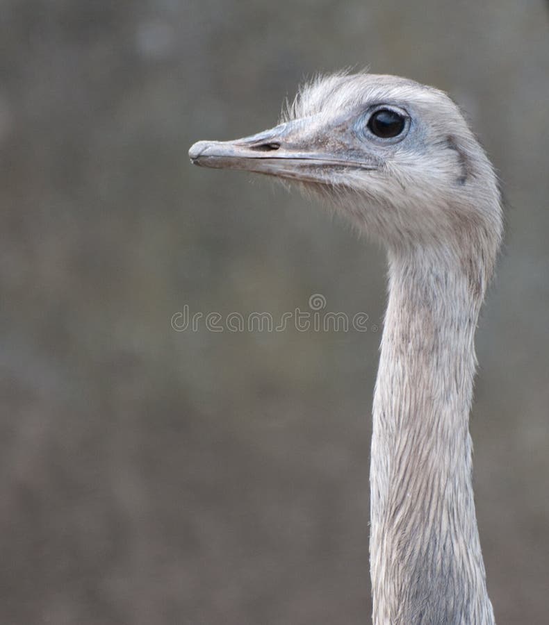 Common Rhea stock photo. Image of avian, common, feathered - 7917076