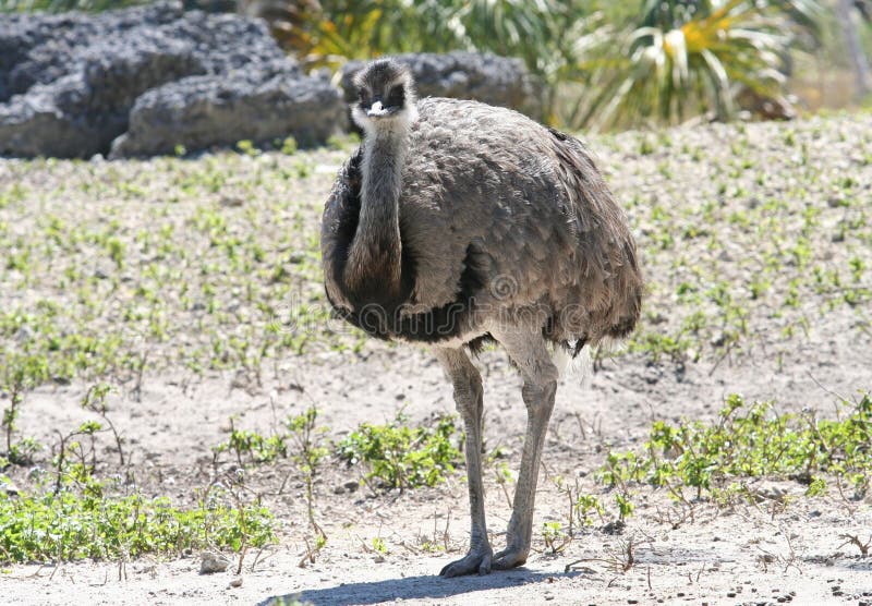 Smaler Patagonia Ostrich - Darwins Rhea Stock Photo - Image of country ...