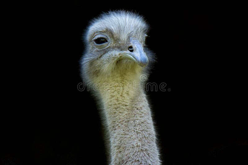 Common rhea or emu stock photo. Image of gray, outdoor - 143108874