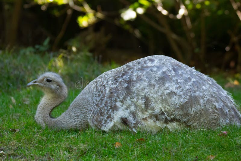Common rhea or emu stock image. Image of ostrich, outdoors - 143108917
