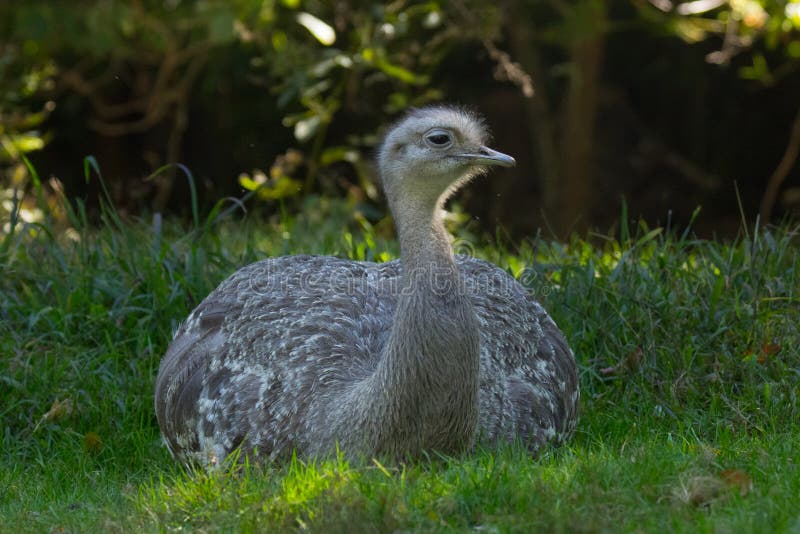 Common rhea or emu stock photo. Image of natural, gray - 143108930