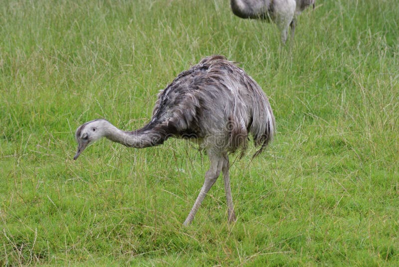 Common Rhea - Rhea Americana Stock Image - Image of wild, americana ...