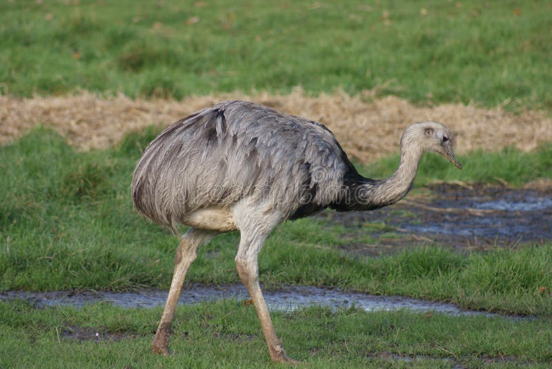 Common Rhea stock image. Image of endangered, bird, brown - 15634663