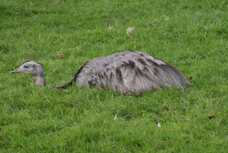 Common Rhea - Rhea Americana Stock Image - Image of wild, americana ...