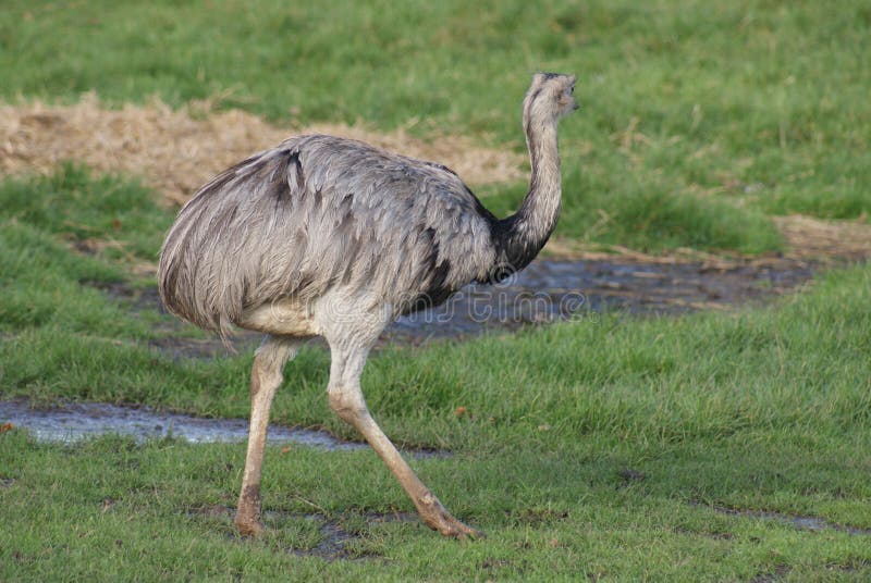 Common Rhea stock image. Image of endangered, bird, brown - 15634663