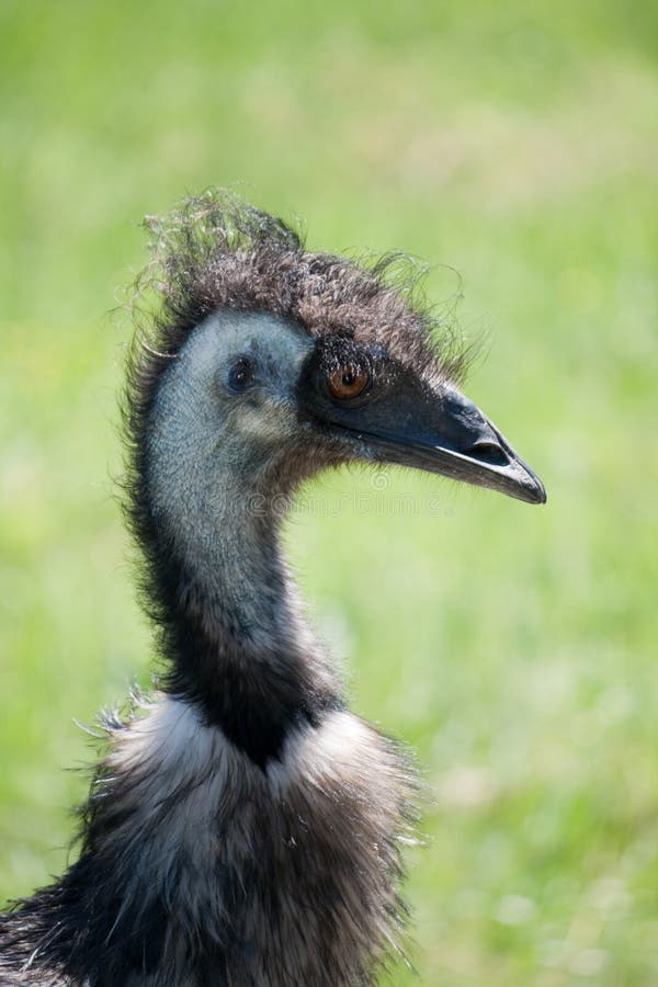 Common Rhea (Rhea Americana) - Landscape Orientati Stock Image - Image ...