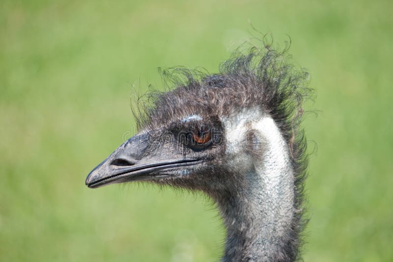 Common Rhea (Rhea Americana) - Landscape Orientati Stock Photo - Image ...