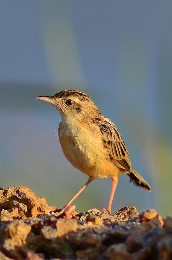 Common rice field birds stock image. Image of roost - 241750481