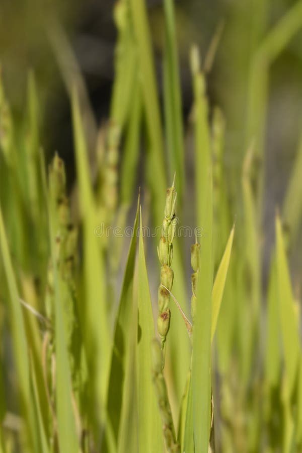 Common rice stock photo. Image of nature, leaf, garden - 306775410