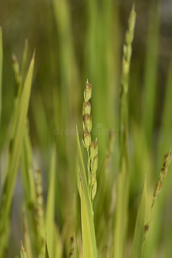 Common rice stock image. Image of close, oryza, rice - 313347467