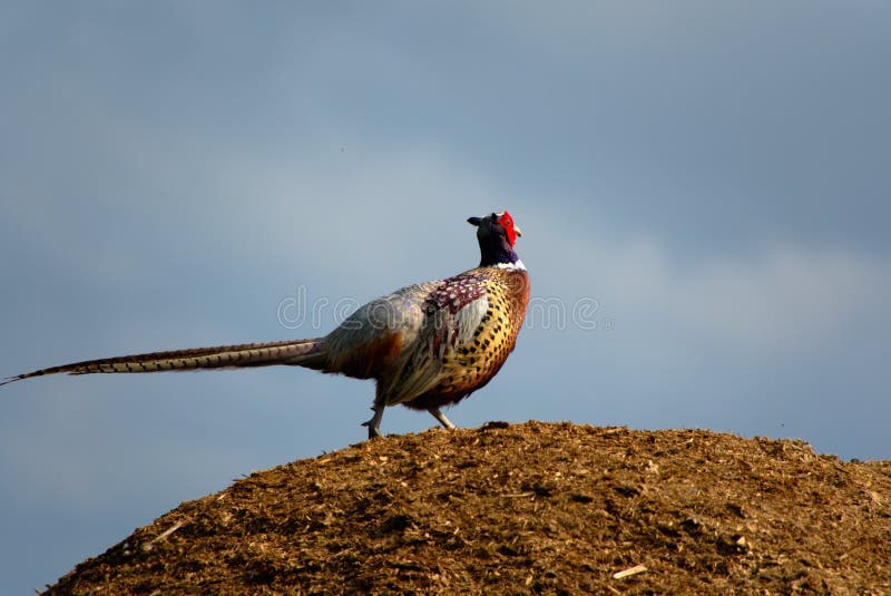 Common Ring-necked Pheasant. Stock Image - Image of wildfowl ...