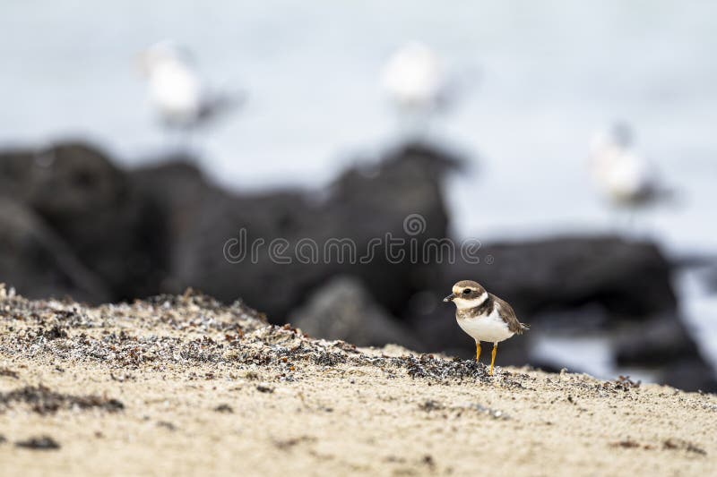 Common Ringed Plover, Charadrius Hiaticula Stock Image - Image of ...