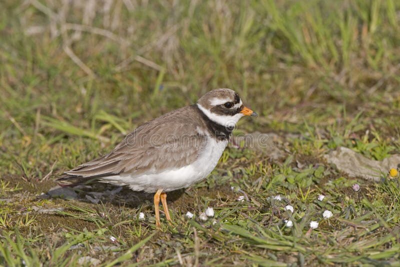 Common Ringed Plover, Charadrius Hiaticula, Close Up Stock Photo ...