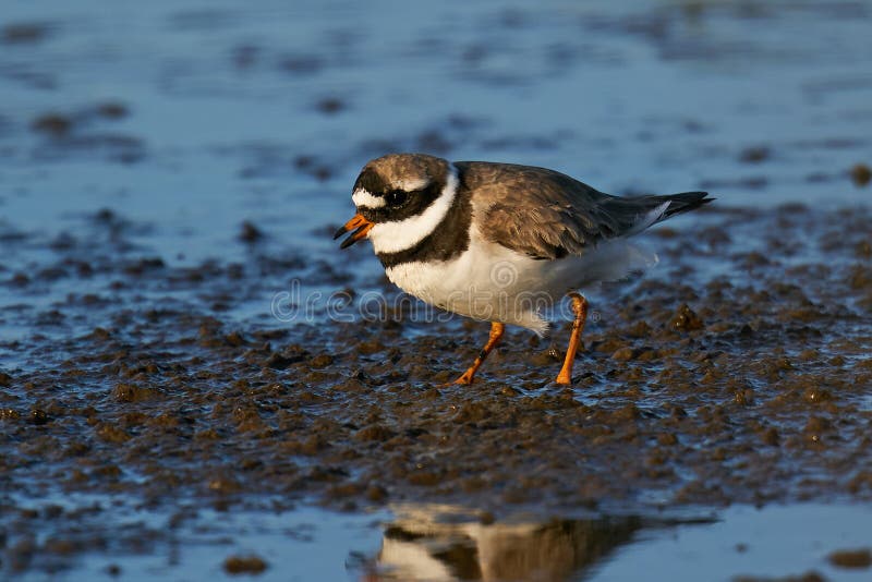 Common Ringed Plover Charadrius Hiaticula Stock Photo - Image of europe ...