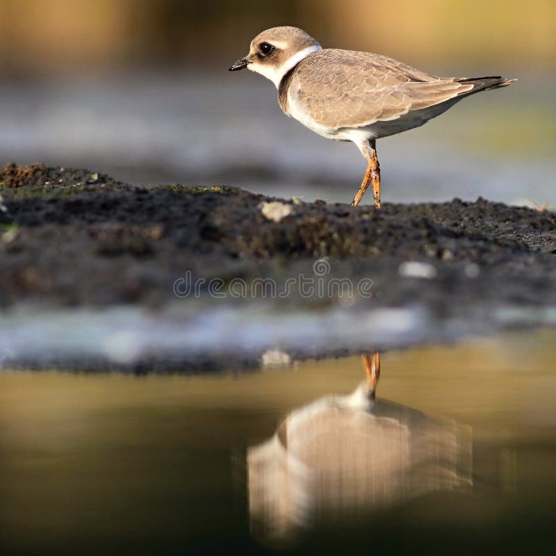 Common Ringed Plover Charadrius Hiaticula Stock Photo - Image of wild ...