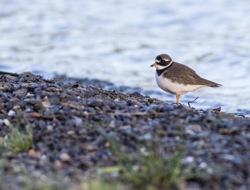 Common ringed plover stock image. Image of charadrius - 97457719