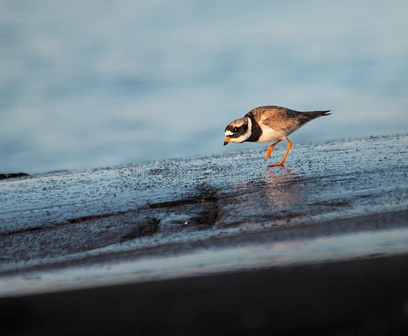 Common Ringed Plover on the Ground. Stock Photo - Image of nature, wild ...
