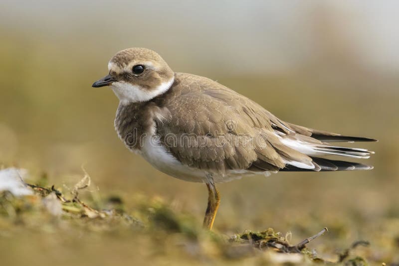 The Common Ringed Plover or Ringed Plover (Charadrius Hiaticula) Stock ...