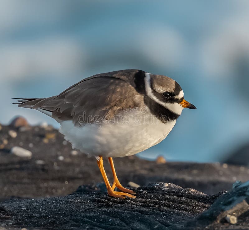 The Common Ringed Plover or Ringed Plover is a Small Plover that Breeds ...