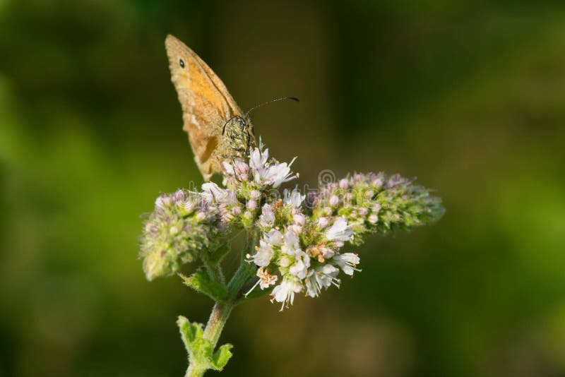 Common Ringlet - Coenonympha California Stock Image - Image of canada ...